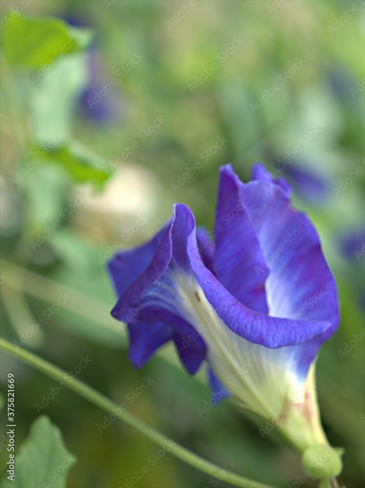 Closeup blue flower of Asian pigeonwings, Clitoria ternatea ...