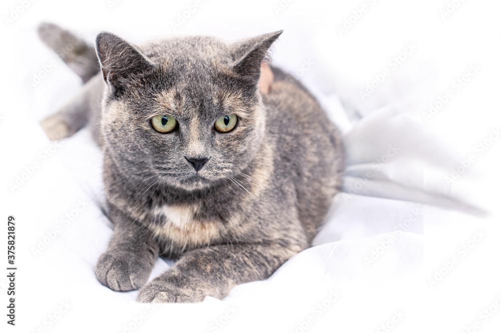 Grey femaly cat lies on white sheets on bed.. Grey cat with beige ...