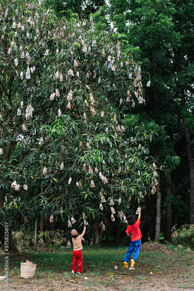 Two boys harvesting mangoes from a mango tree in a farm Stock Photo ...