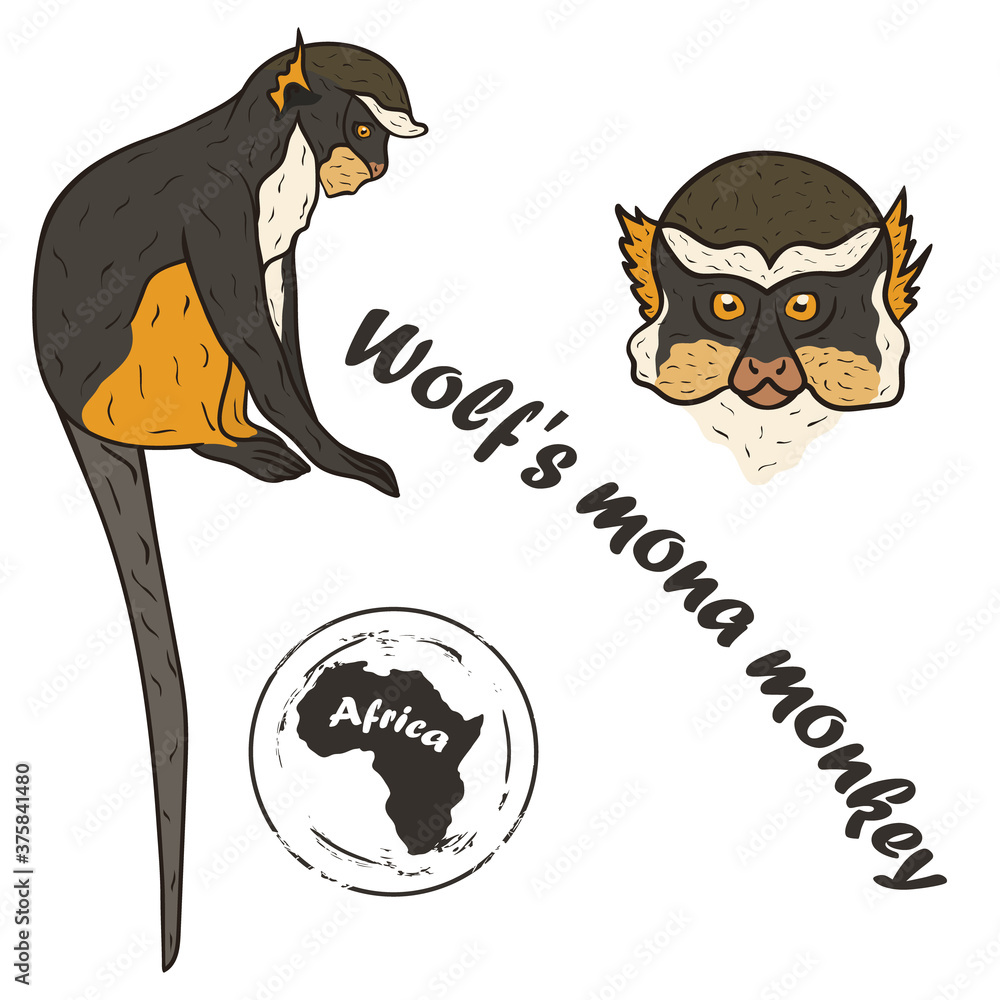 Wolf's mona monkey vector image isolated on white background. Wolf's ...