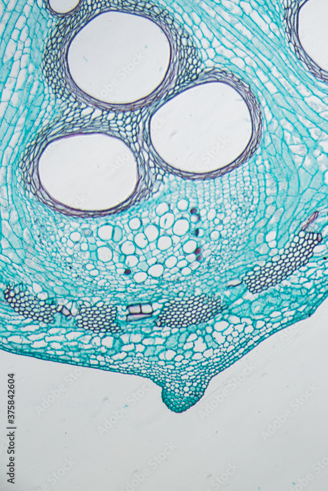 Cells of plant, Cucurbita stem Stock Photo | Adobe Stock