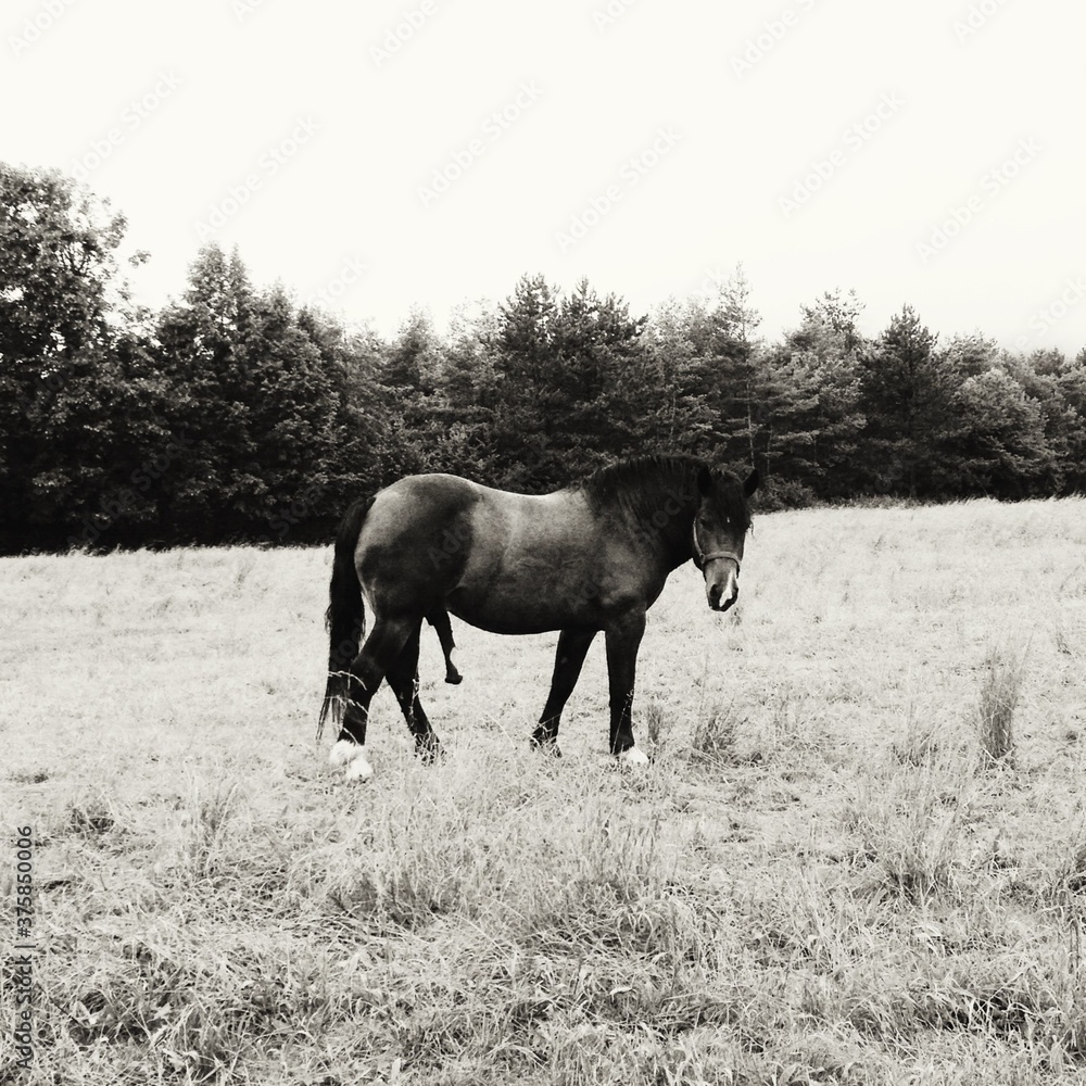 Horse erection Stock Photo | Adobe Stock