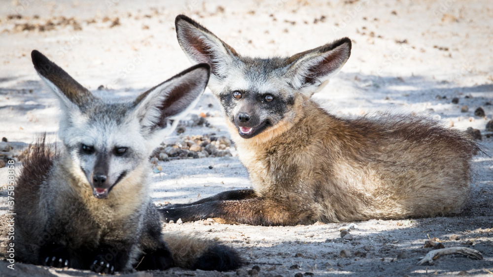 Bat-eared fox couple in shade of tree on kalahari salt pan Stock Photo ...