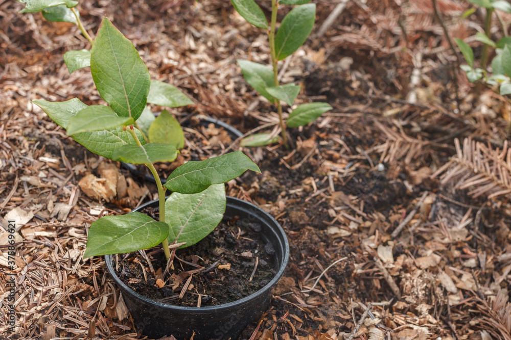 Blueberry Seedling in Pot in the Soil . Growing Blueberries Bushes ...