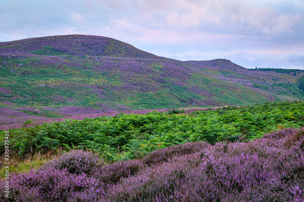 Dove Crag on Simonside Hills, popular with walkers the Simonside Hills ...