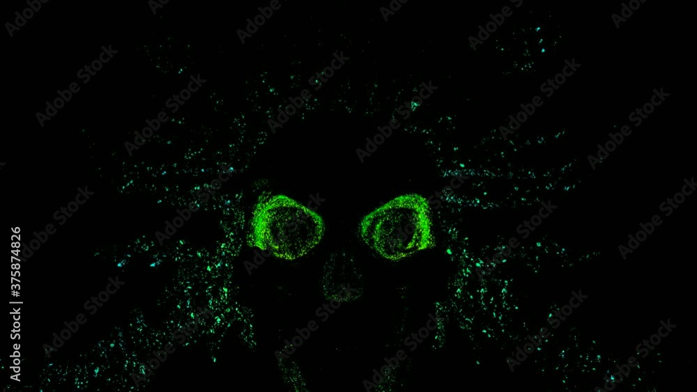 The image of a coronavirus embodied in the human skull. On a black ...
