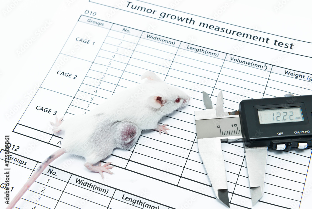 Foto de xperimental white tumor bearing mouse and a caliper on the ...