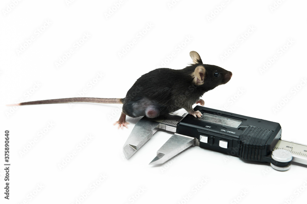 Laboratory black mouse with lateral tumor on a caliper in the white ...