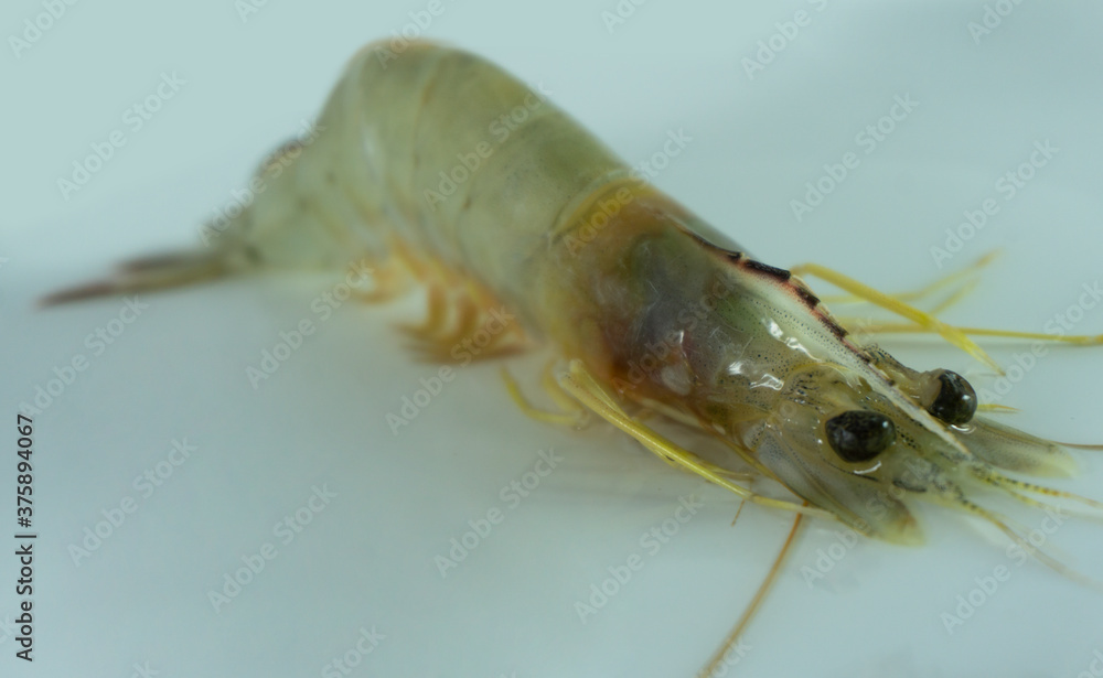 Penaeus Indicus or banana prawn, big prawn from seawater Stock 写真 ...