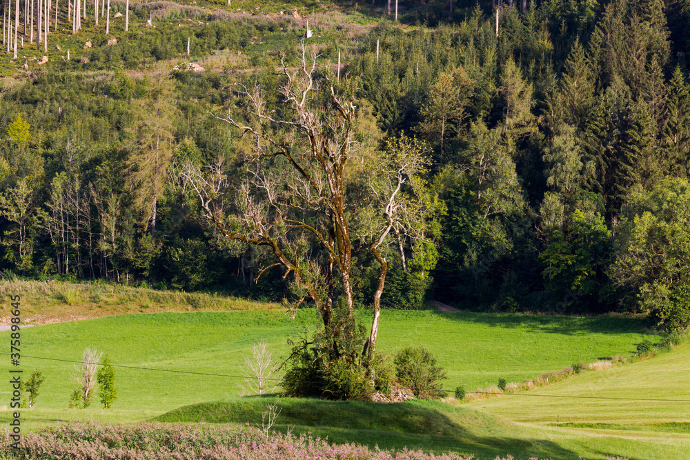 Old sick ash trees above the historical remains of an old Celtic ...