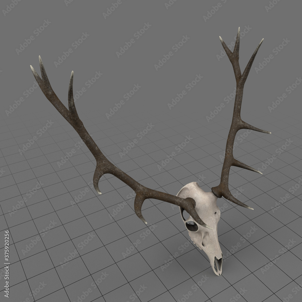 Elk skull Stock 3D asset | Adobe Stock