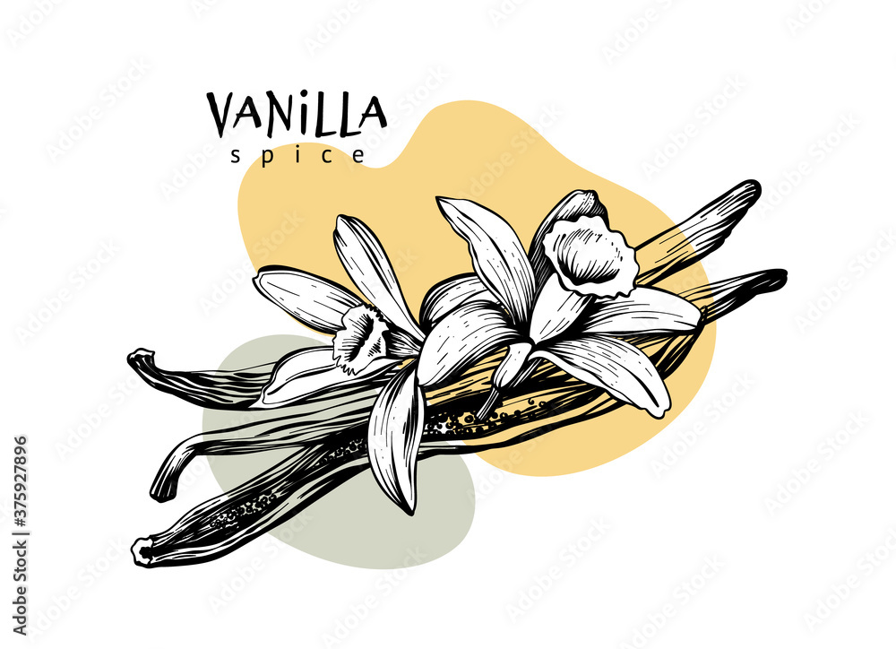 Vanilla pods, sticks and flowers. Spices isolated on white background ...