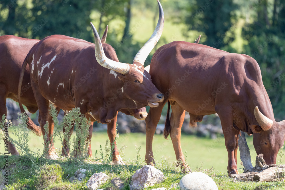 cows walking in line, Bos taurus africanus, The Ankole-Watusi Stock ...