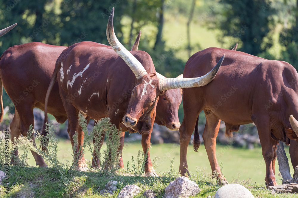 Bos taurus africanus, The Ankole-Watusi, cattle lined up foto de Stock ...