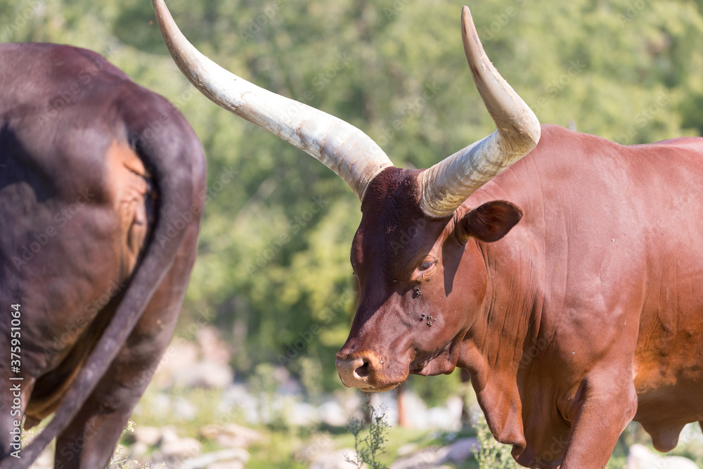 Bos taurus africanus, The Ankole-Watusi, cattle lined up Stock Photo ...