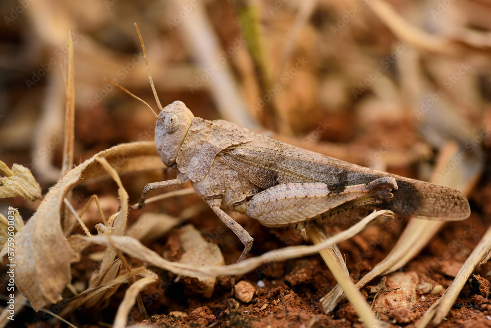 Close-up of a blue-winged wasteland insect (Oedipoda caerulescens ...