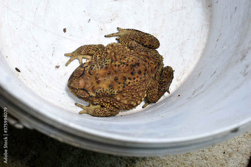 Foto de Yellow-brown Thai toad with black spots, rough and poisonous ...