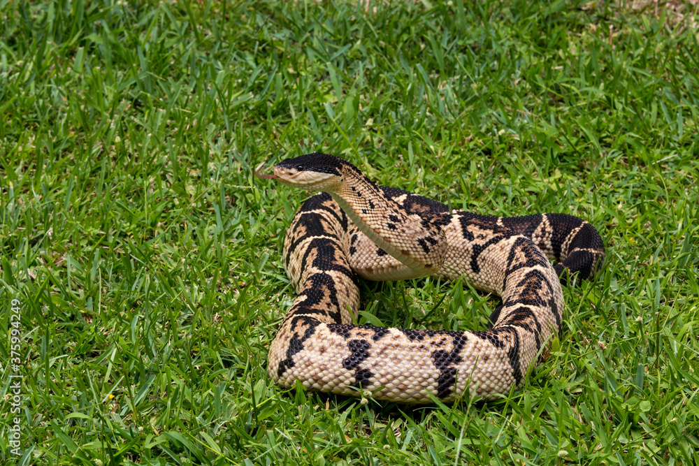 Black-headed bushmaster, Lachesis melanocephala is the largest ...
