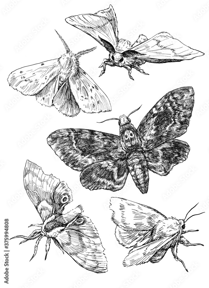 Set of 5 illustrations of moths. Hand drawn ink sketches Stock ...