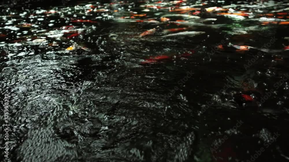 A colorful variety of ornamental Koi - Carp fishes also know as Kohaku ...