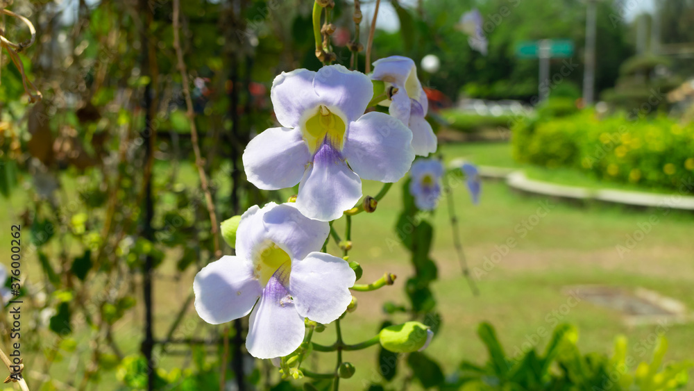 Phalaenopsis amabilis white color, Bunga Anggrek Bulan named in ...