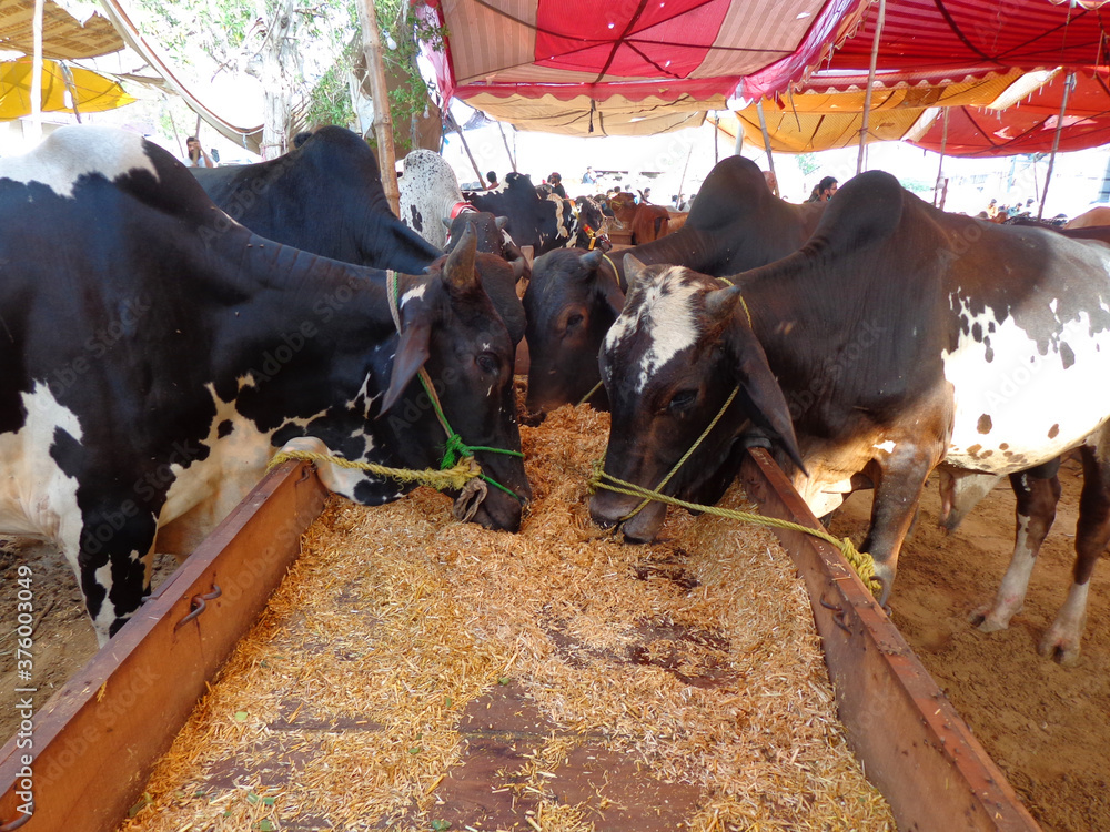 Karachi, Sindh, Pakistan, Beautiful cow is standing for sale in the ...