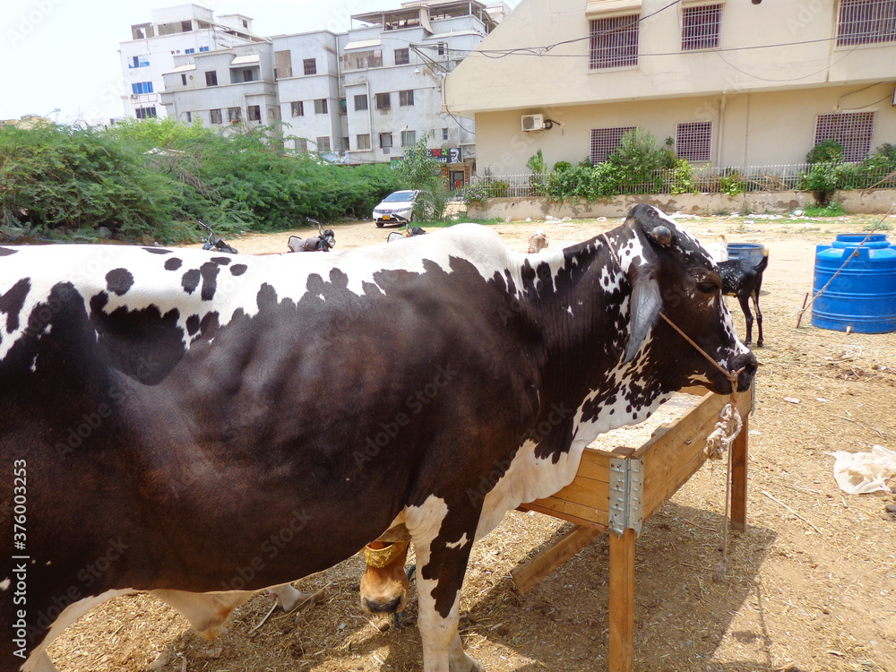 Karachi, Sindh, Pakistan, Beautiful cow is standing for sale in the ...