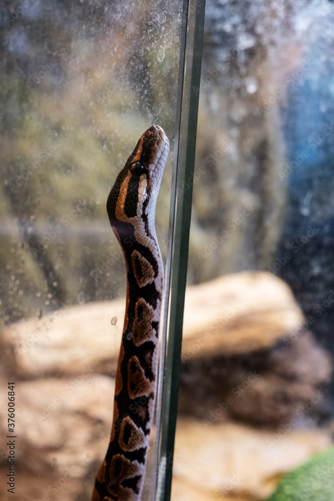 reptilian snakes boa constrictor. In Brazil, where is the second ...