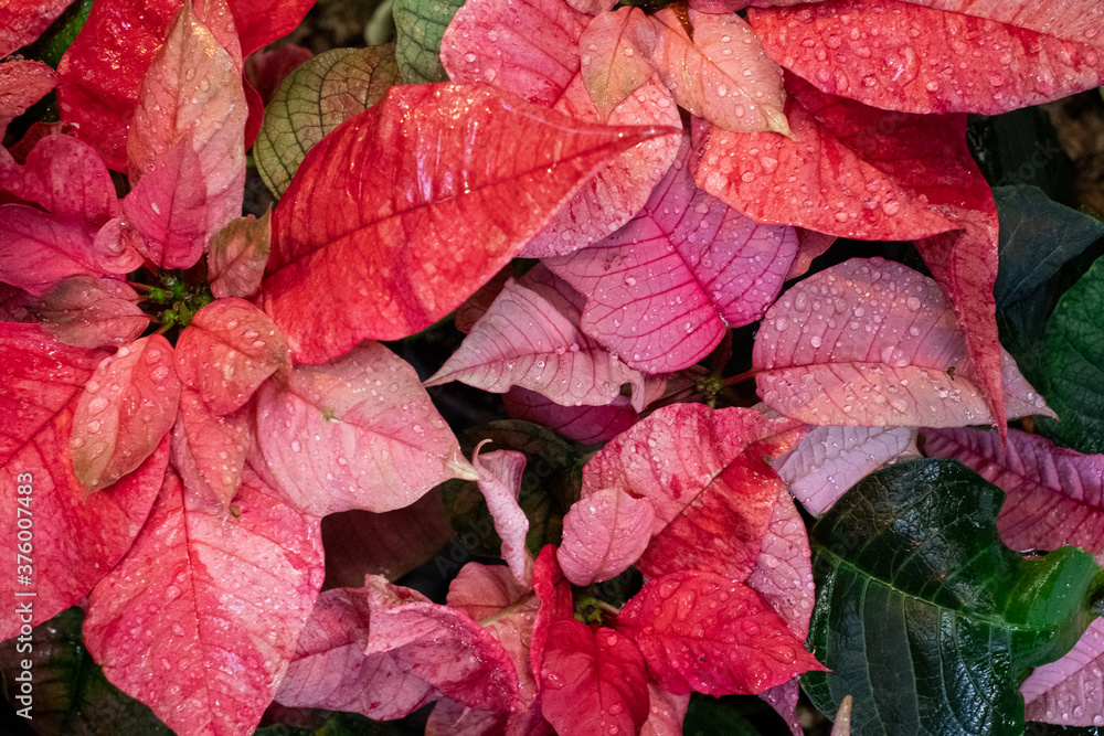 The Euphorbia is beautiful. A plant of the genus Euphorbia of the ...