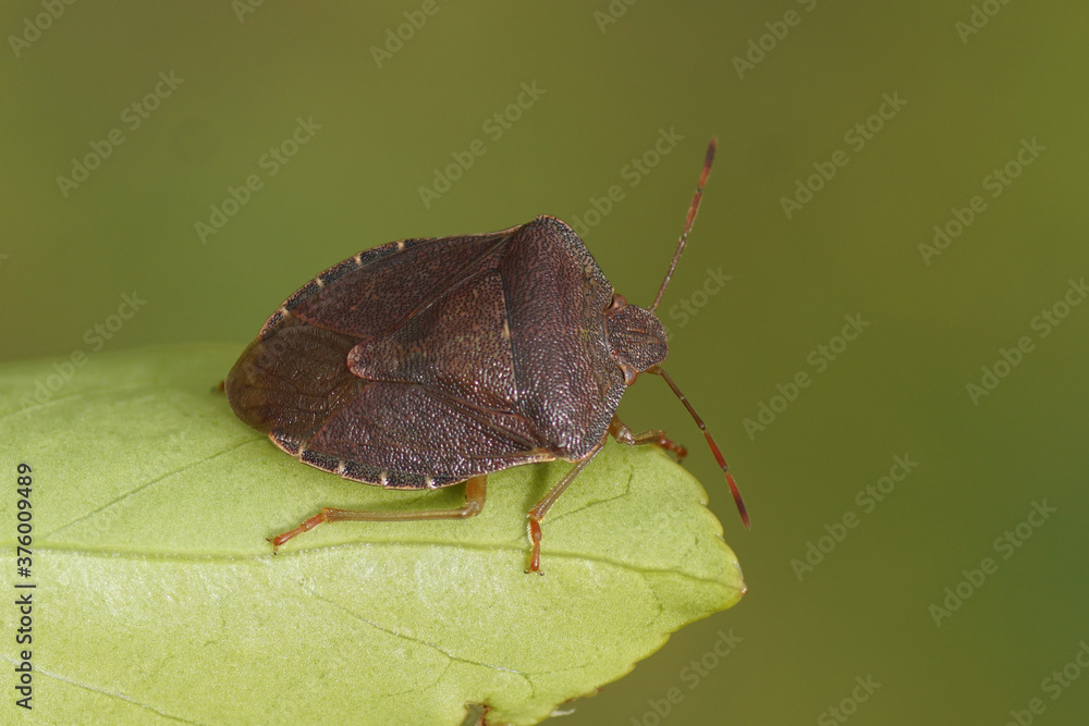 Green shield bug (Palomena prasina) of the family Pentatomidae in its ...