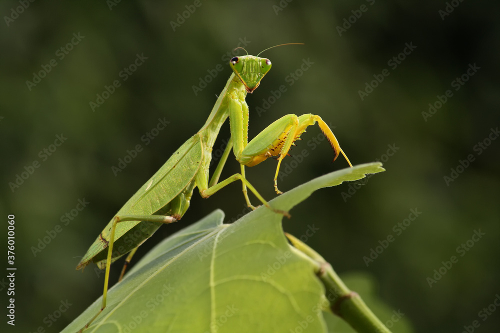 Giant African Mantis Green