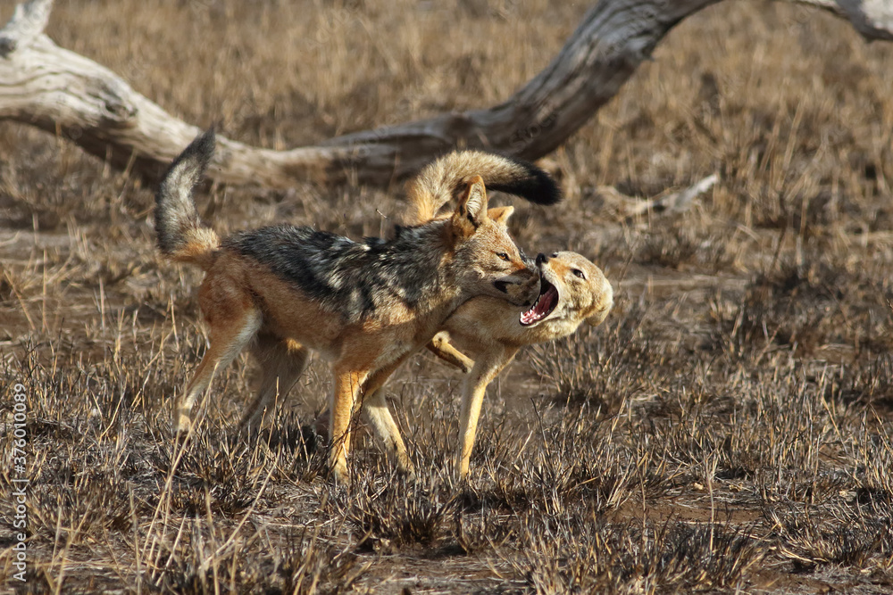 The black-backed jackal (Canis mesomelas), two adults fighting in ...