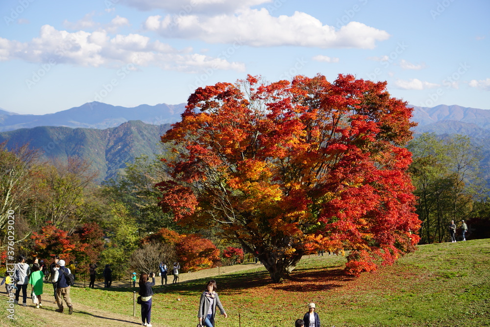 Autumn color tree called KAEDE, in the beautiful green field of Japan ...