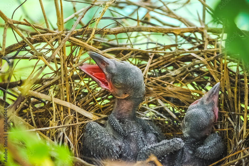 Baby crow is lying in the nest and hatching waiting for their mother ...