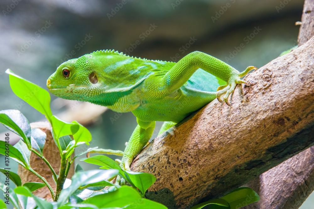 Foto de the closeup image of Fiji banded iguana (Brachylophus fasciatus ...