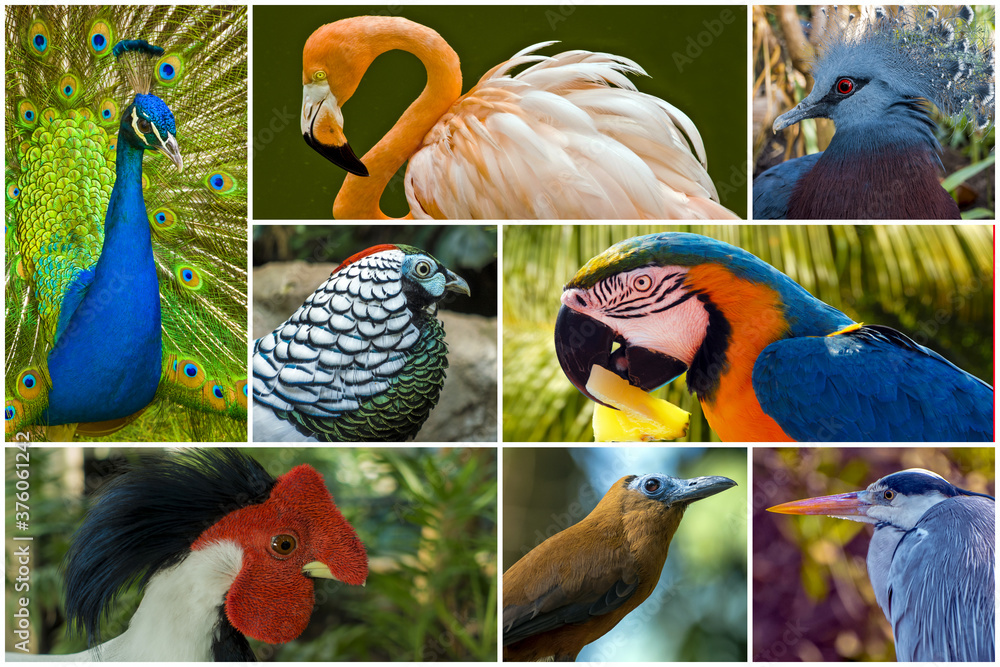 Different species of birds in photo collage Stock Photo | Adobe Stock