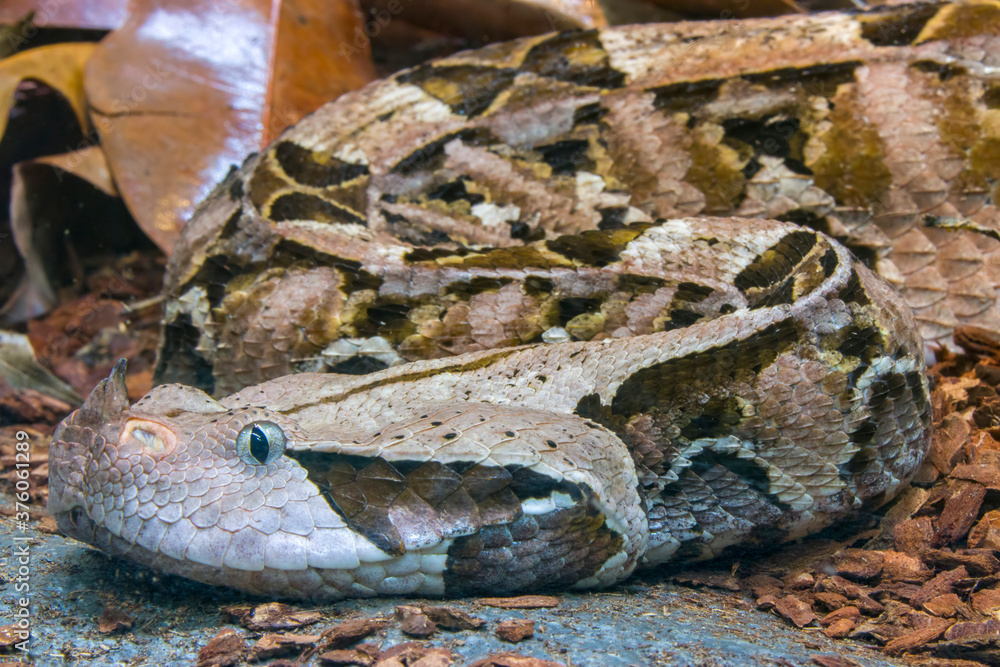 The Gaboon viper (Bitis gabonica) is a viper species found in the ...