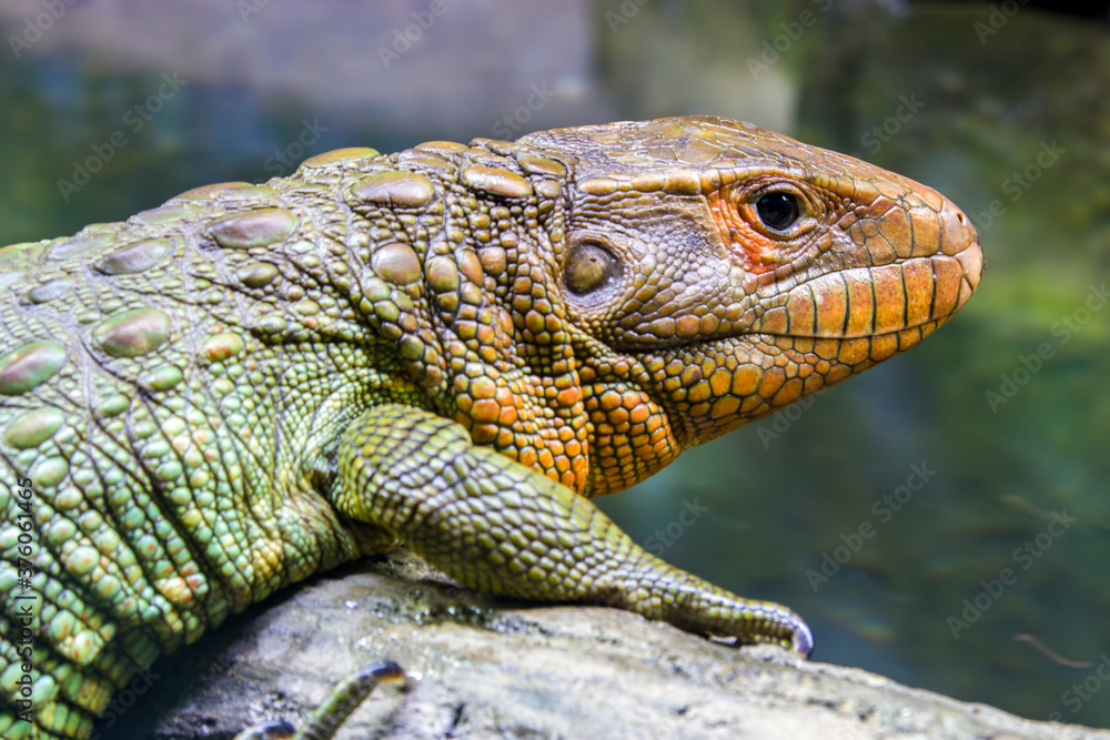 The Northern caiman lizard lies on the trunk. It is a species of lizard ...