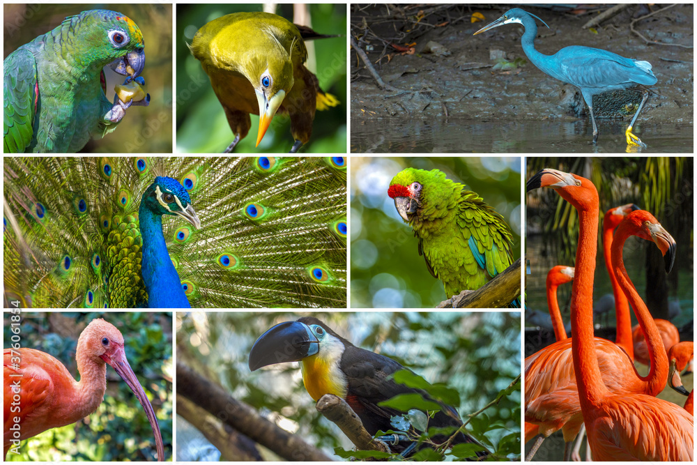 Different species of birds in photo collage Stock Photo | Adobe Stock