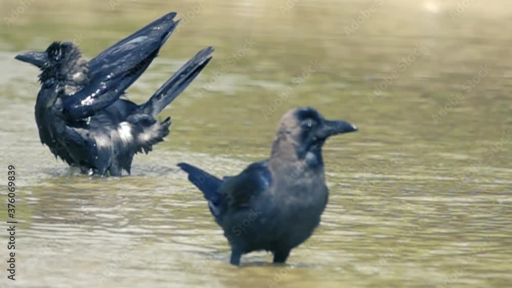 Two bathing crows as a special ceremony. Indian House Crows wash their ...