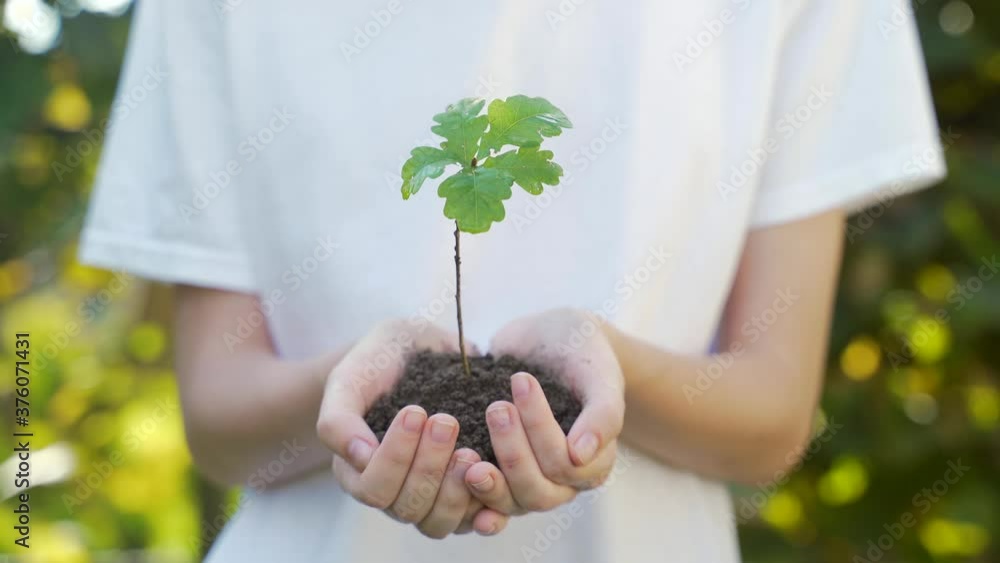 close up hands holding sapling of young oak tree. Female palms embrace ...