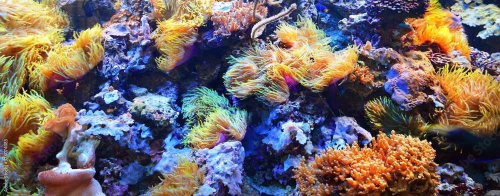 Marine aquarium on display in a zoo, Corals close-up. Colorful abstract ...