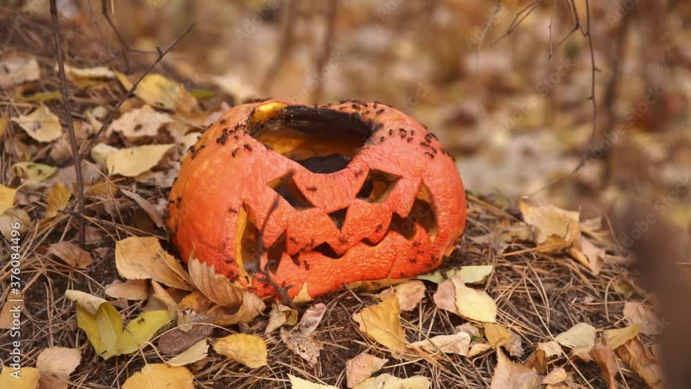 Ants colony is creeping all over halloween pumpkin standing at dry grass. Small insects are ...