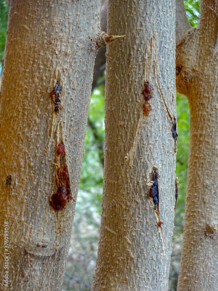 Drumstick tree resin ( Moringa oleifera tree gum ) Stock Photo | Adobe ...