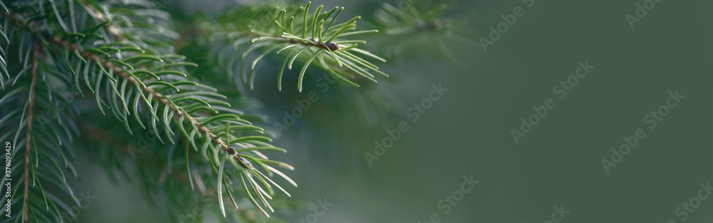 Beautiful natural spring tree background. Dark green pine tree branches ...