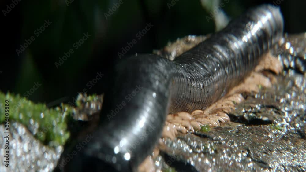 Giant Millipede of Thailand walking on a wet mossy tree trunk log ...