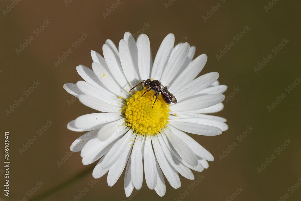 Flower of Common daisy, English daisy, Bellis perennis. With the cuckoo ...