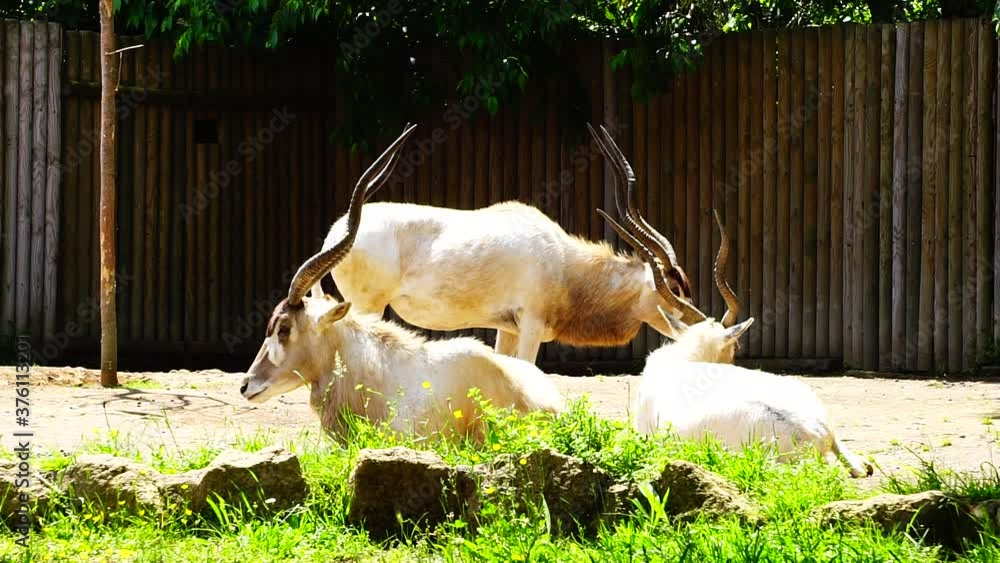 Group of Addaxes (Addax nasomaculatus) in their enclosure with the ...