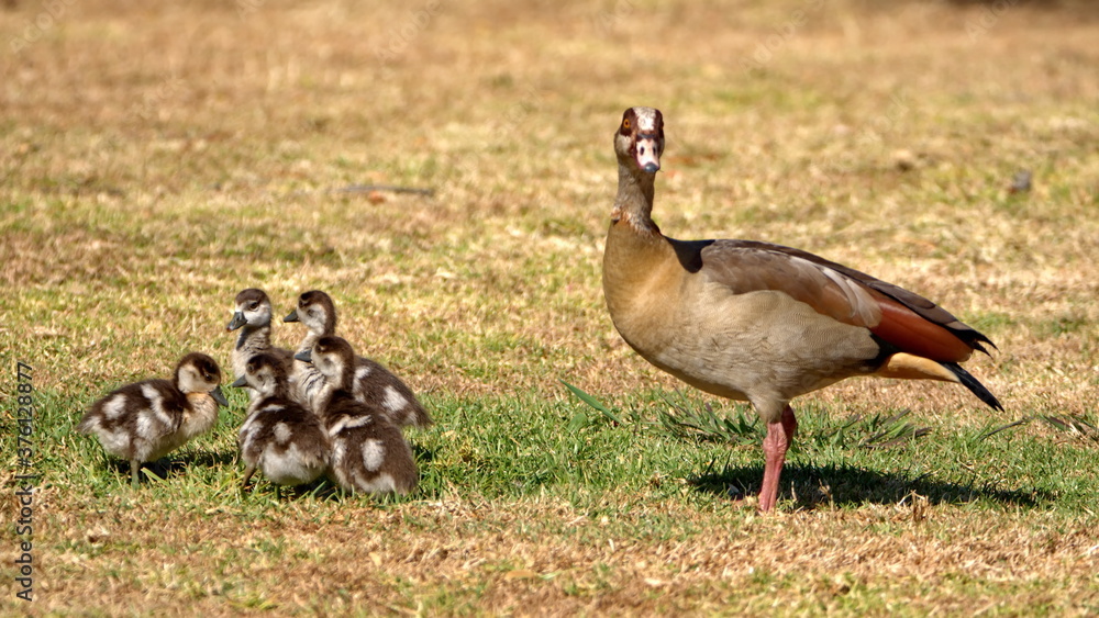 Egyptian goose (Alopochen aegyptiacus) mother and chicks at the ...