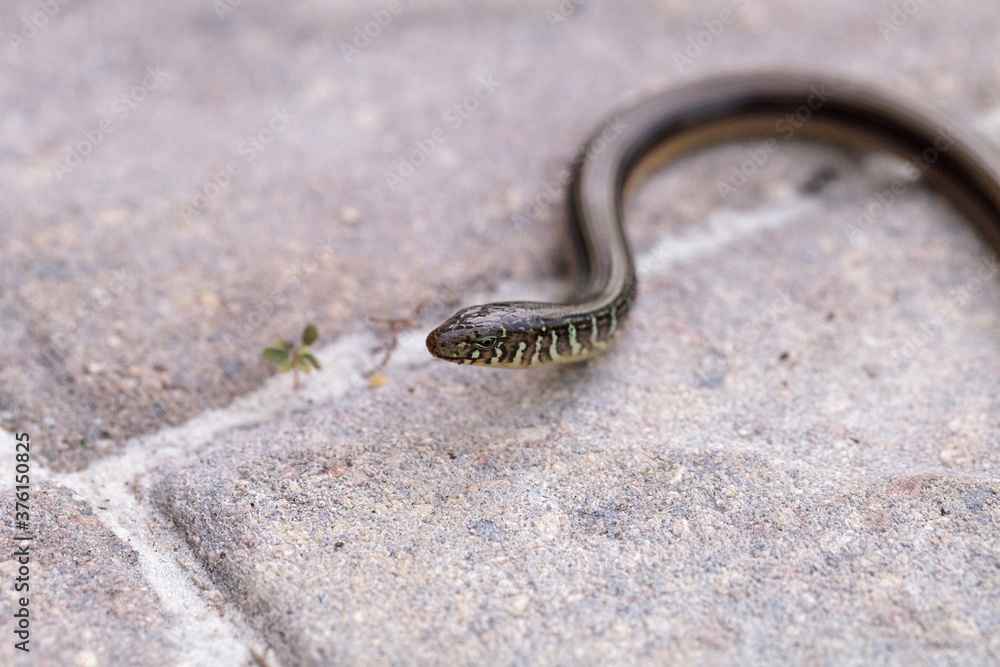 Island glass lizard Ophisaurus compressus is a legless lizard Stock ...